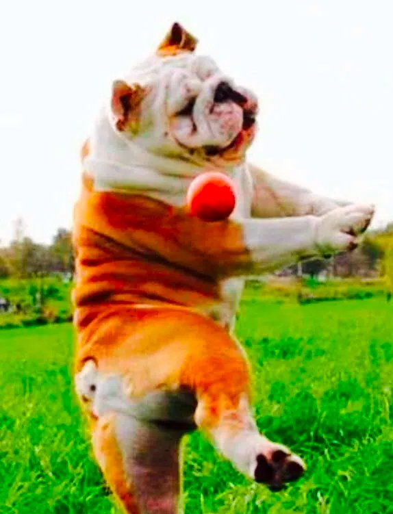 The Game of Fetch - Dog Training with Eric - Eric The Dog Trainer